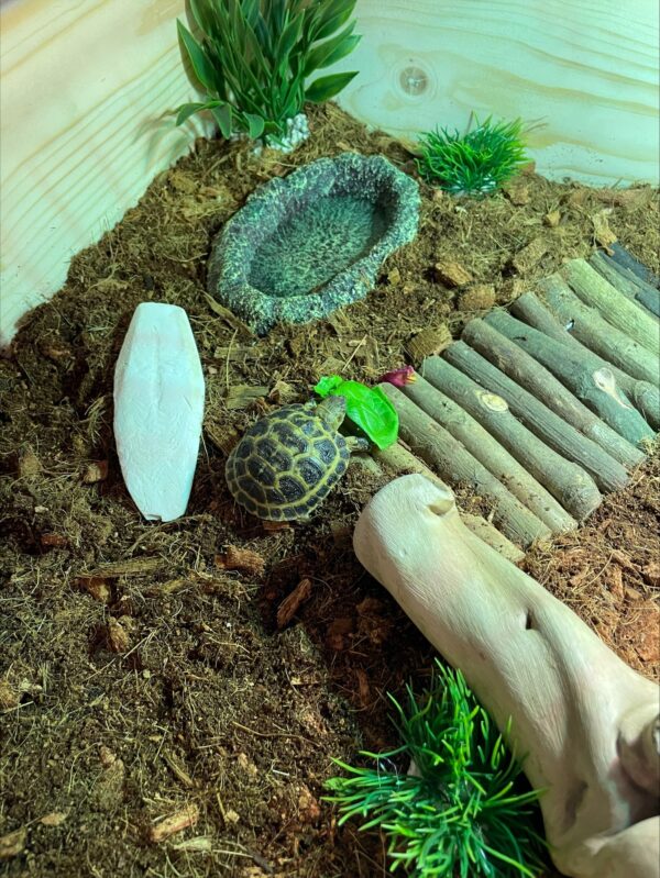 Tortoise Living | Tortoise Care Across The UK & Scotland | Tortoise Den