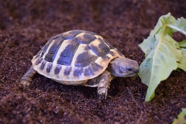 Eastern Hermann’s Tortoise (UK CB 2025) including a Large Complete ...